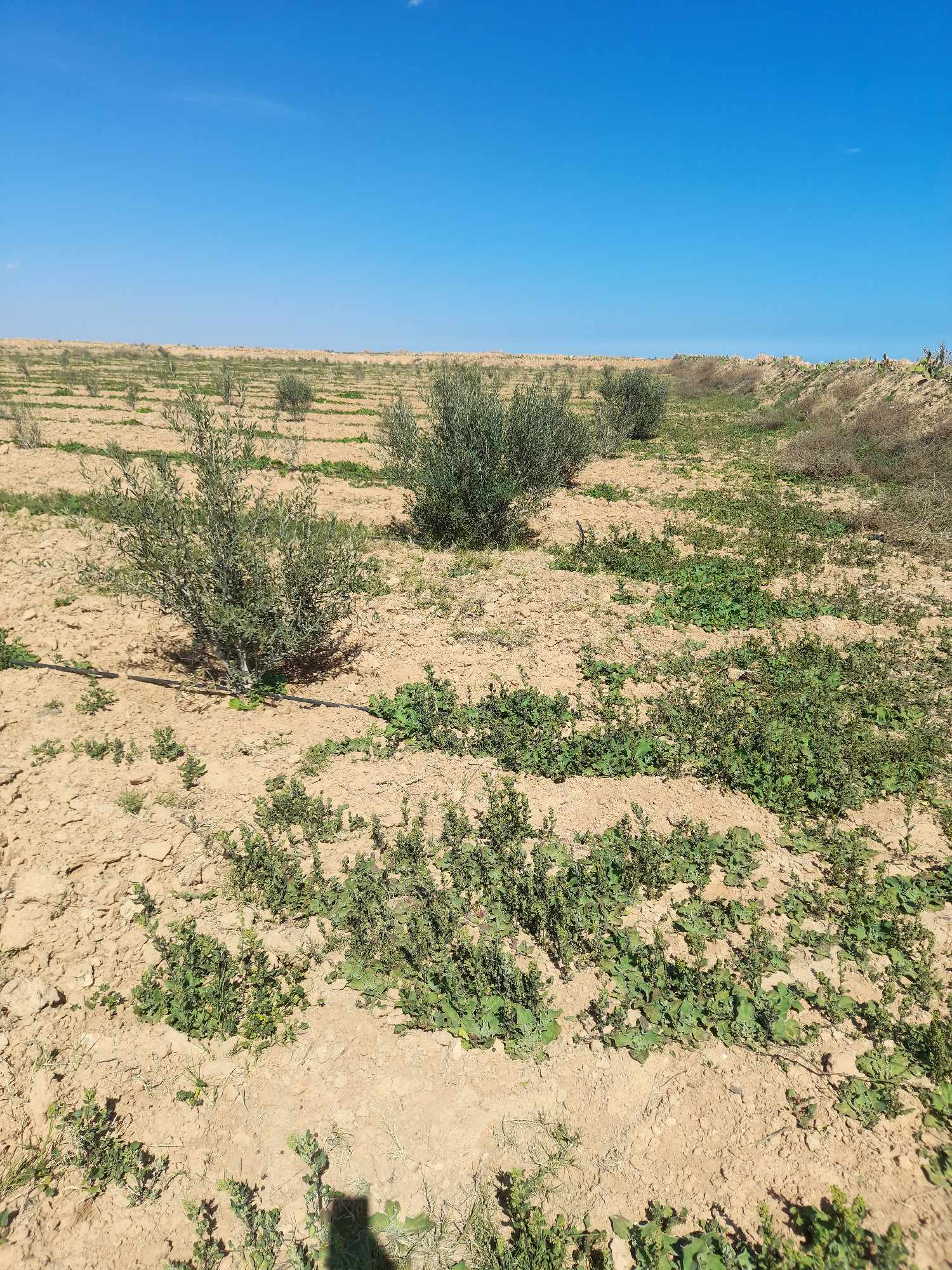 A Sfax Et Jendouba Récupération De Deux Terrains Domaniaux Agricoles